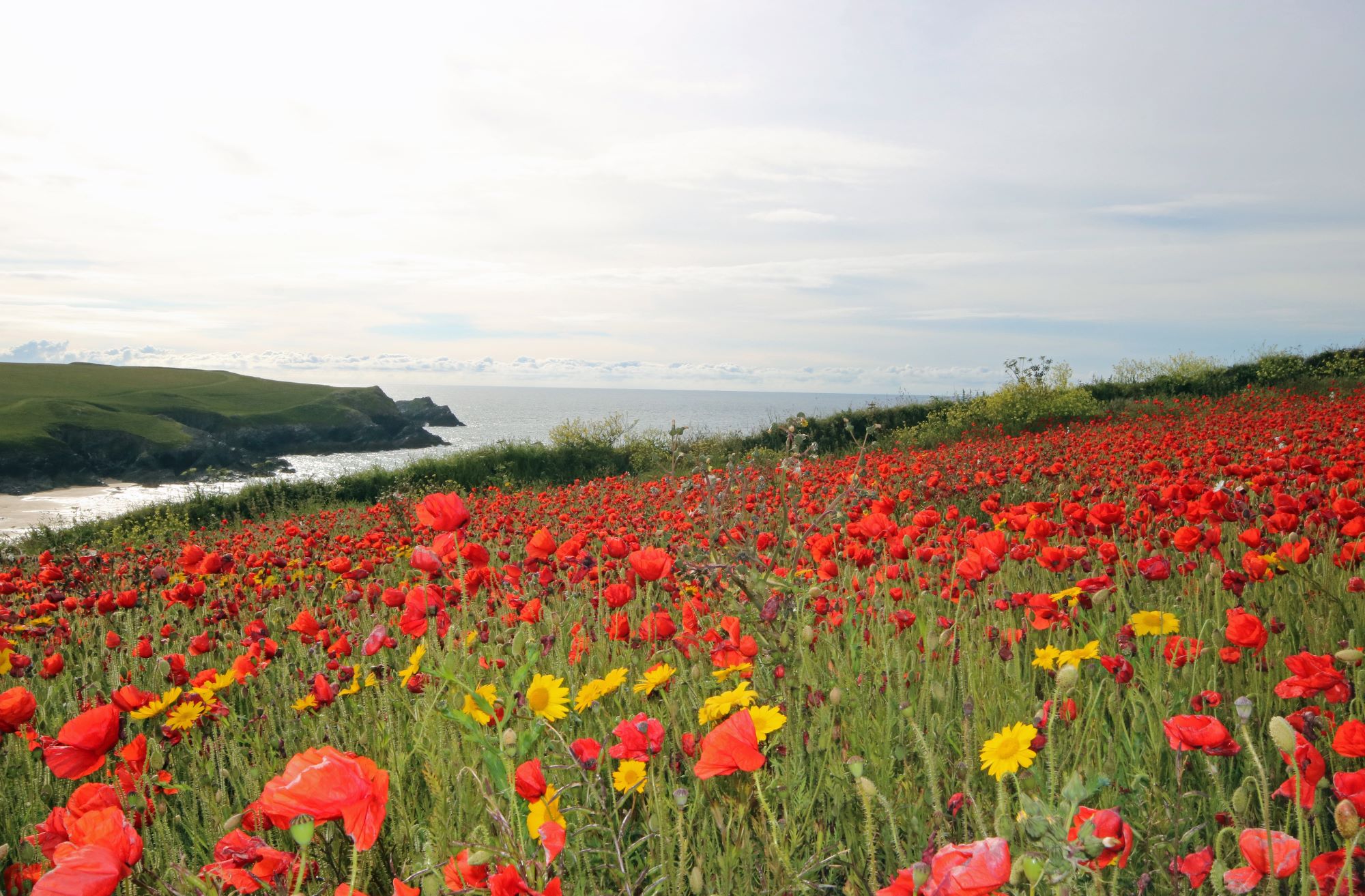 Poppy fields near cottages holywell bay - Cottages Holywell Bay